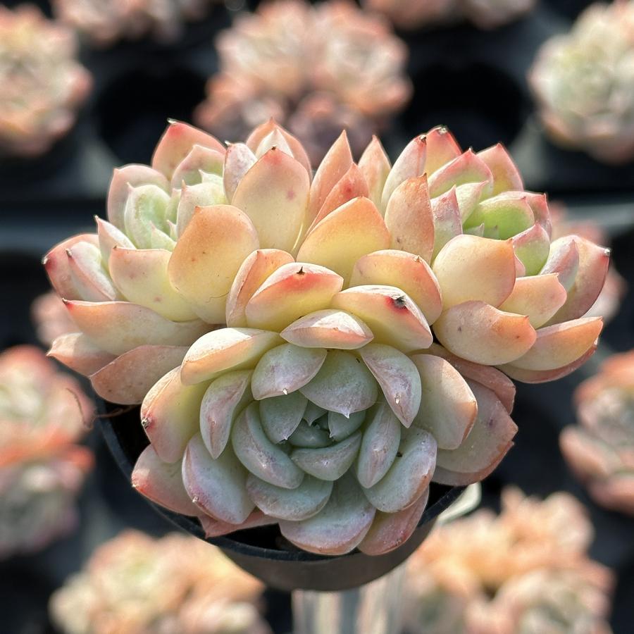 Shasha queen clustering – Chinacacti