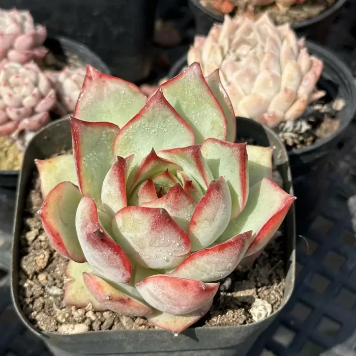 Echeveria Yeon-Deung – Chinacacti